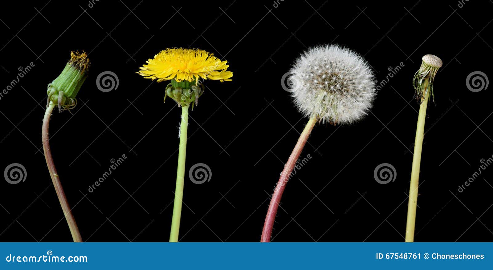 Dandelions stock image. Image of fluffy, close, nature - 67548761