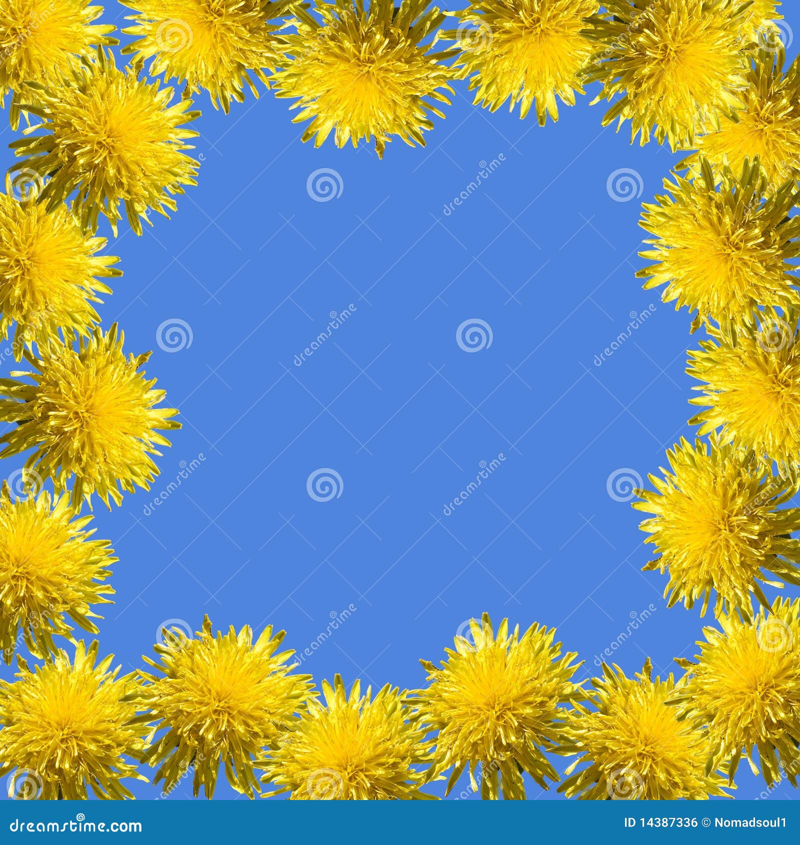 Dandelions frame stock photo. Image of color, dandelion - 14387336