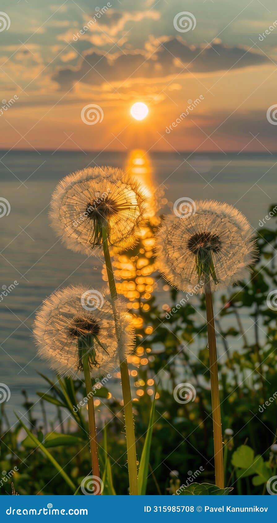 Dandelions in Front of the Sunset on an Ocean Beach Stock Photo - Image of scene, view: 315985708