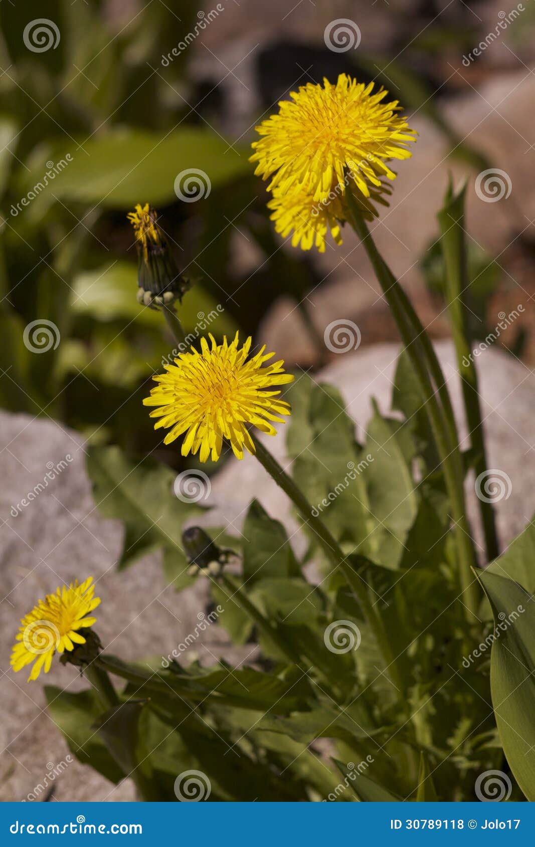 Dandelions in the garden stock photo. Image of grass - 30789118