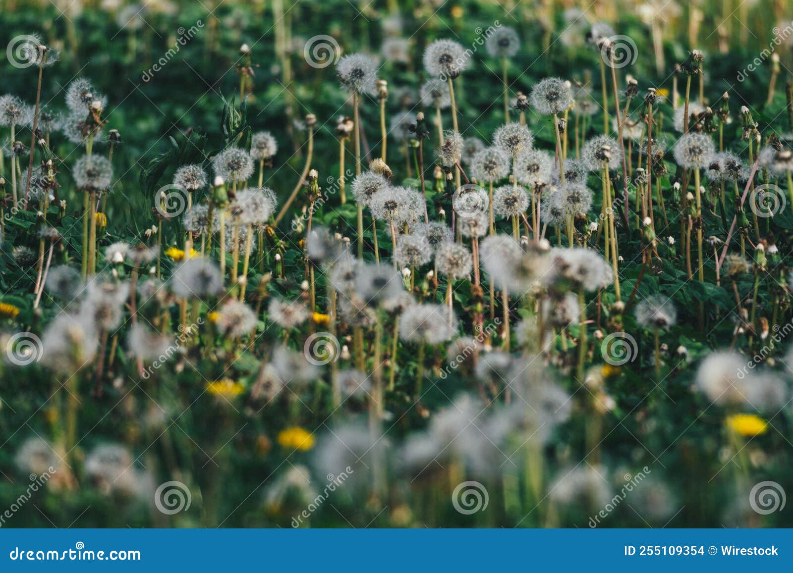 Dandelions in a Green Field Stock Photo - Image of plant, land: 255109354