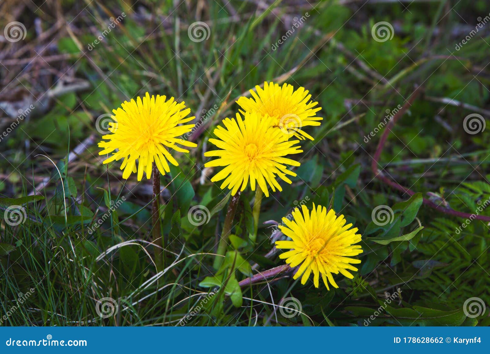 Dandelions Growing among the Grass; Stock Photo - Image of care, grass ...