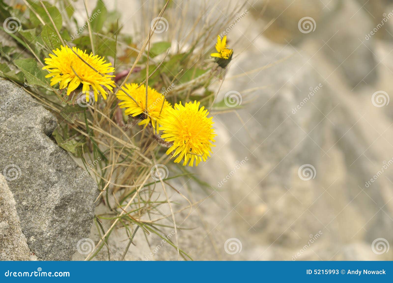 Dandelions Growing in Rocks Stock Image - Image of taraxacum, hardy ...
