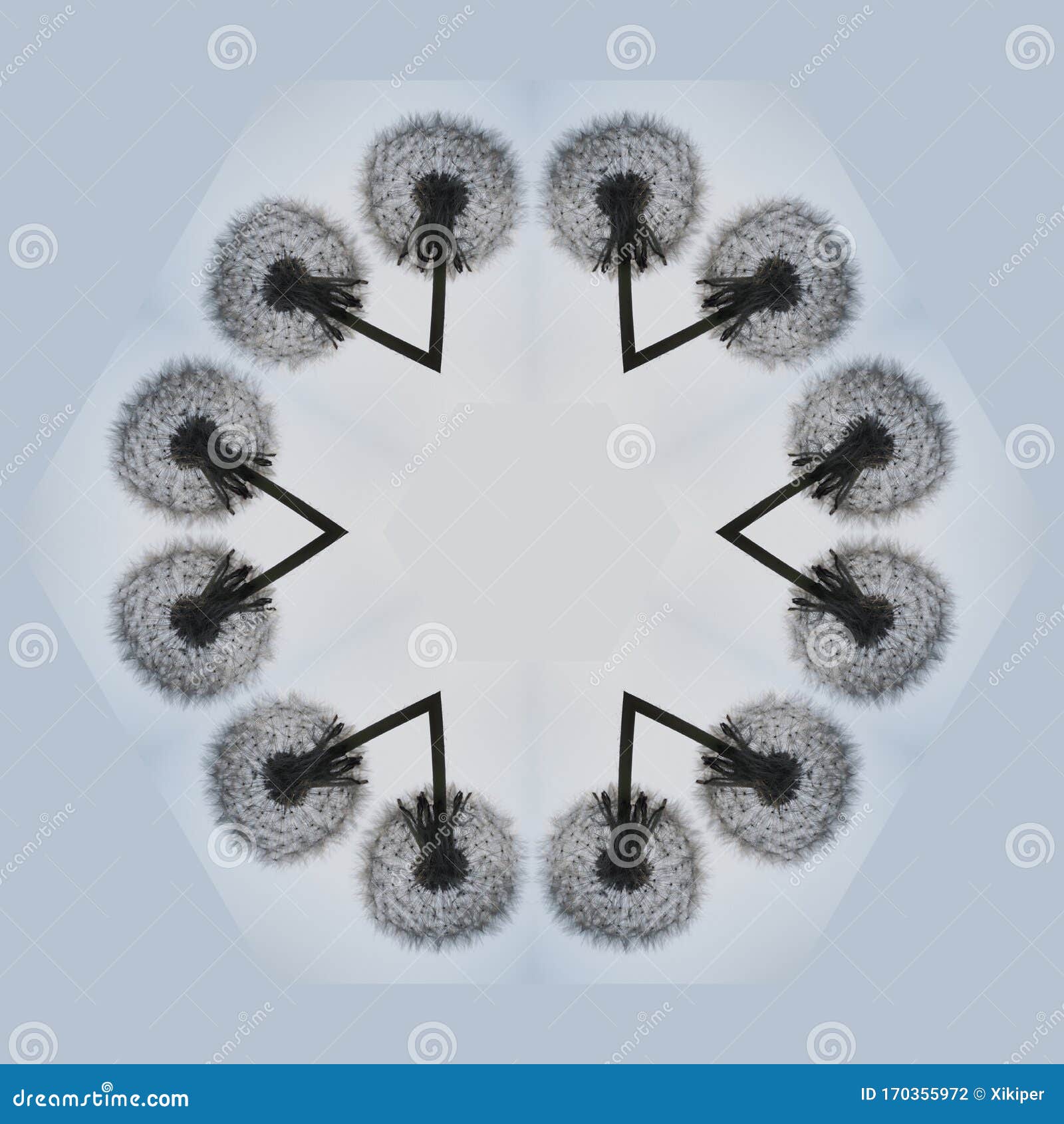 Dandelions Head Stay Hexagon Shape Stock Photo - Image of spring ...