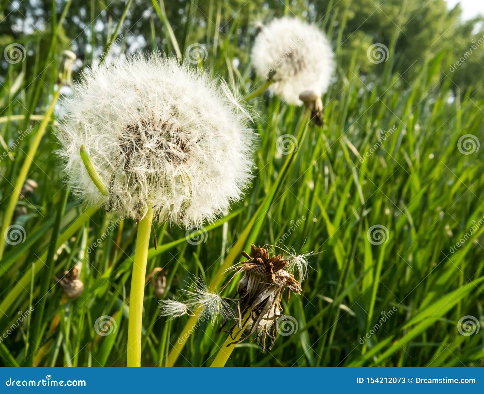 Dandelions and Insects in Grass Stock Image - Image of season, natural ...