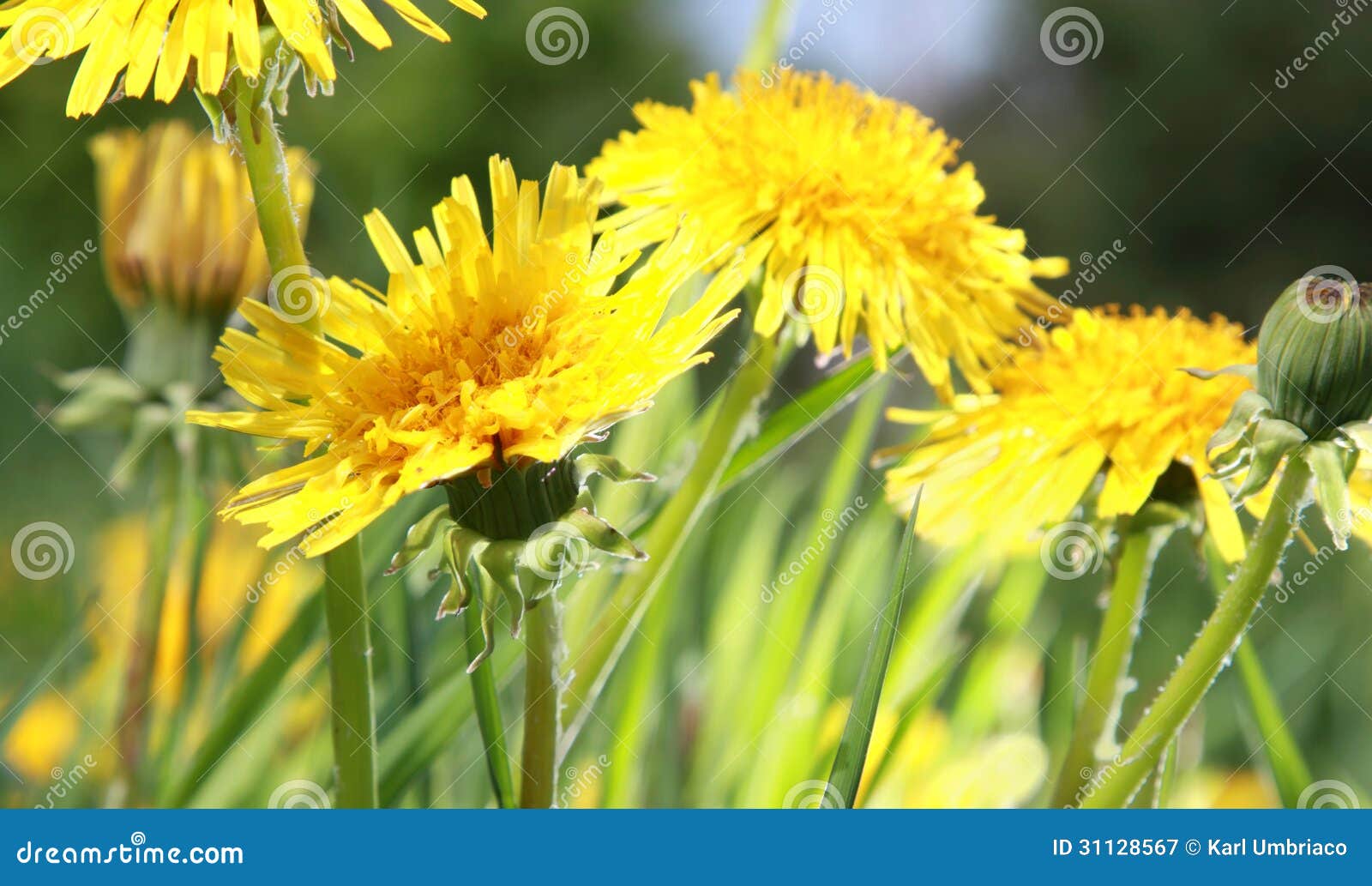 Dandelions stock image. Image of spring, nature, flower - 31128567