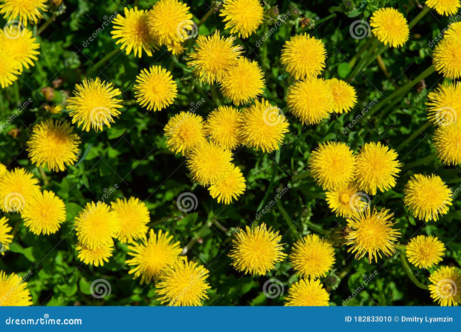 Dandelions stock photo. Image of natural, plant, flora - 182833010