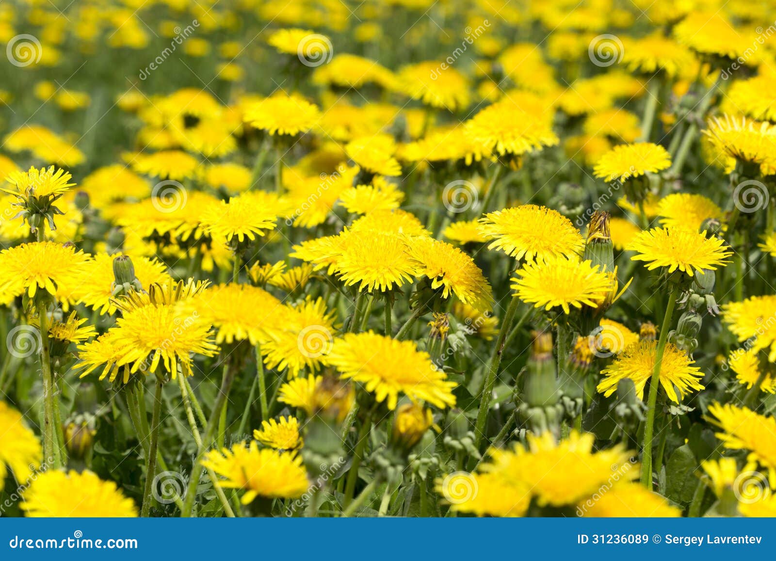 Dandelions in meadow stock image. Image of dandelion - 31236089