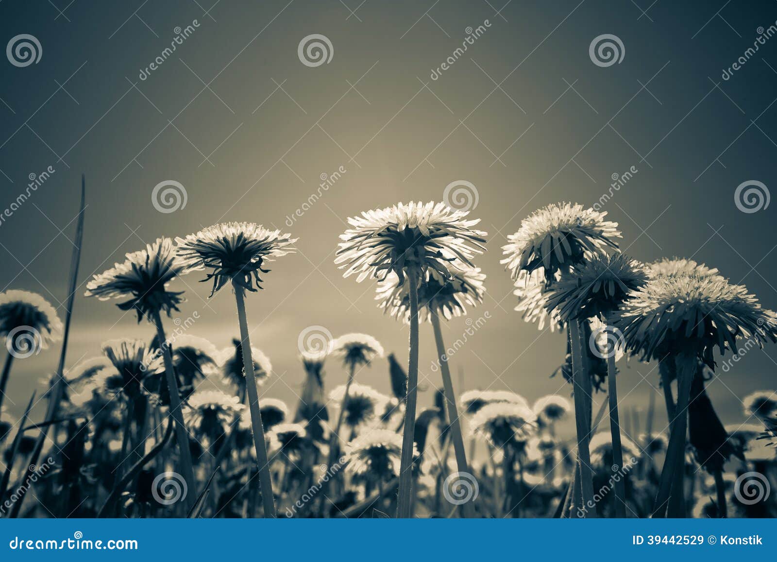 Dandelions in the Meadow ,with Retro Effect Stock Image - Image of ...