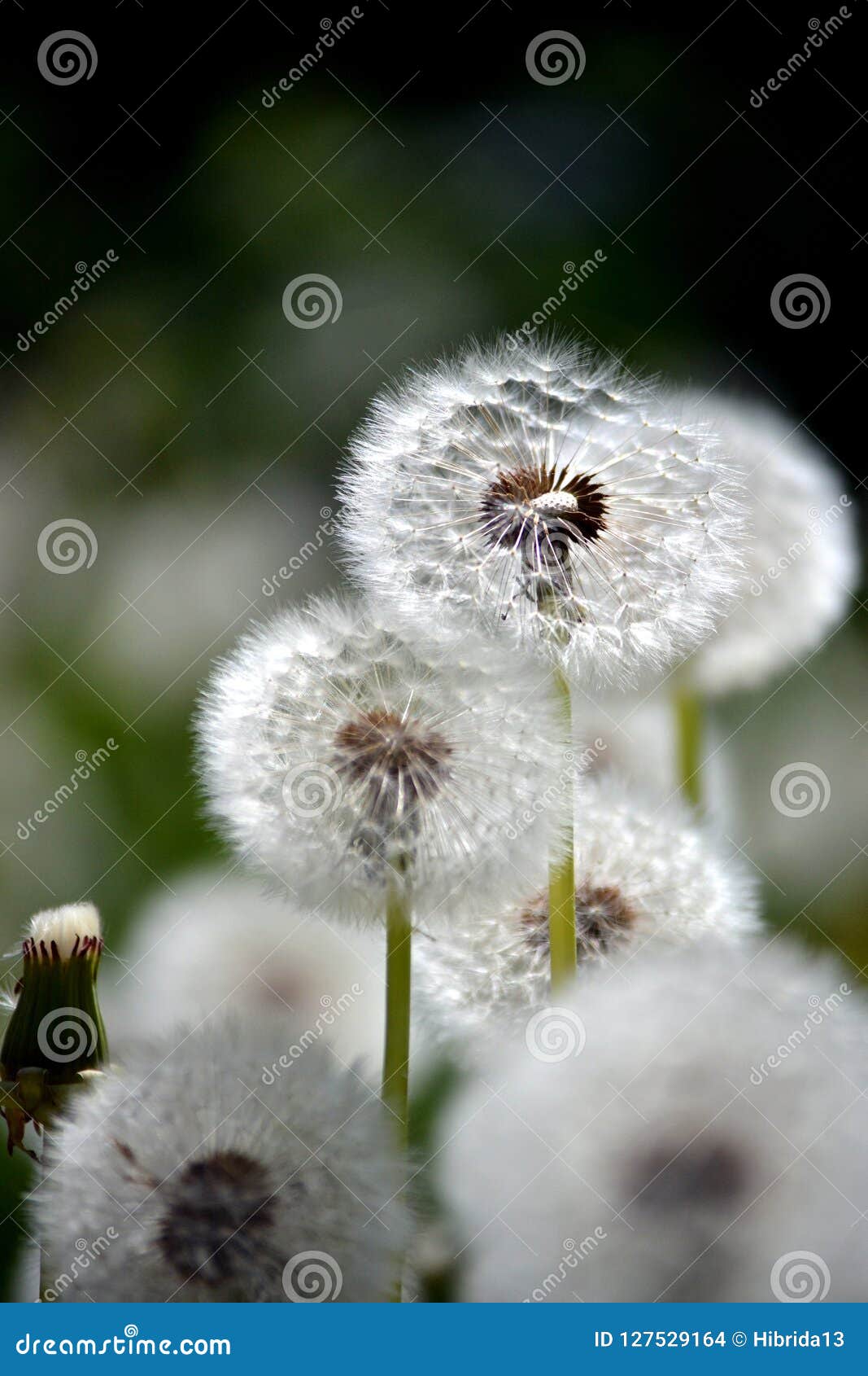 Dandelions in the night stock photo. Image of freedom - 127529164