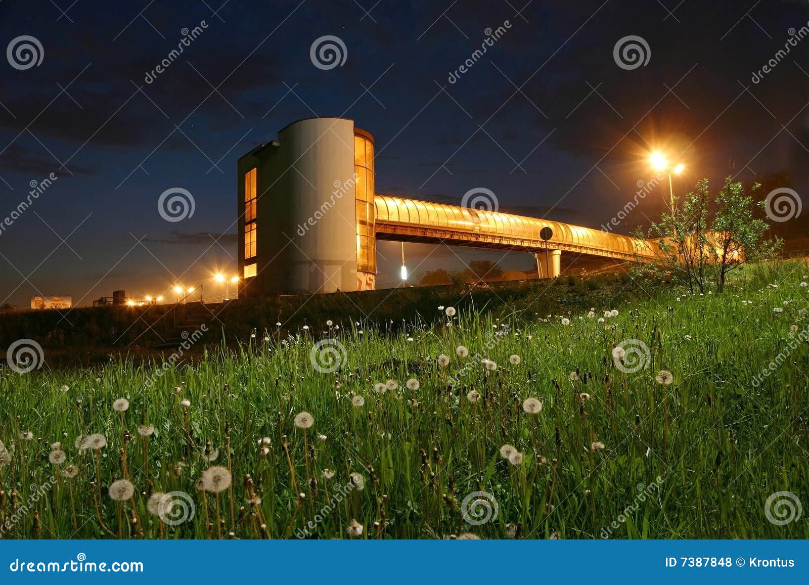 Dandelions on night road stock photo. Image of road, grass - 7387848