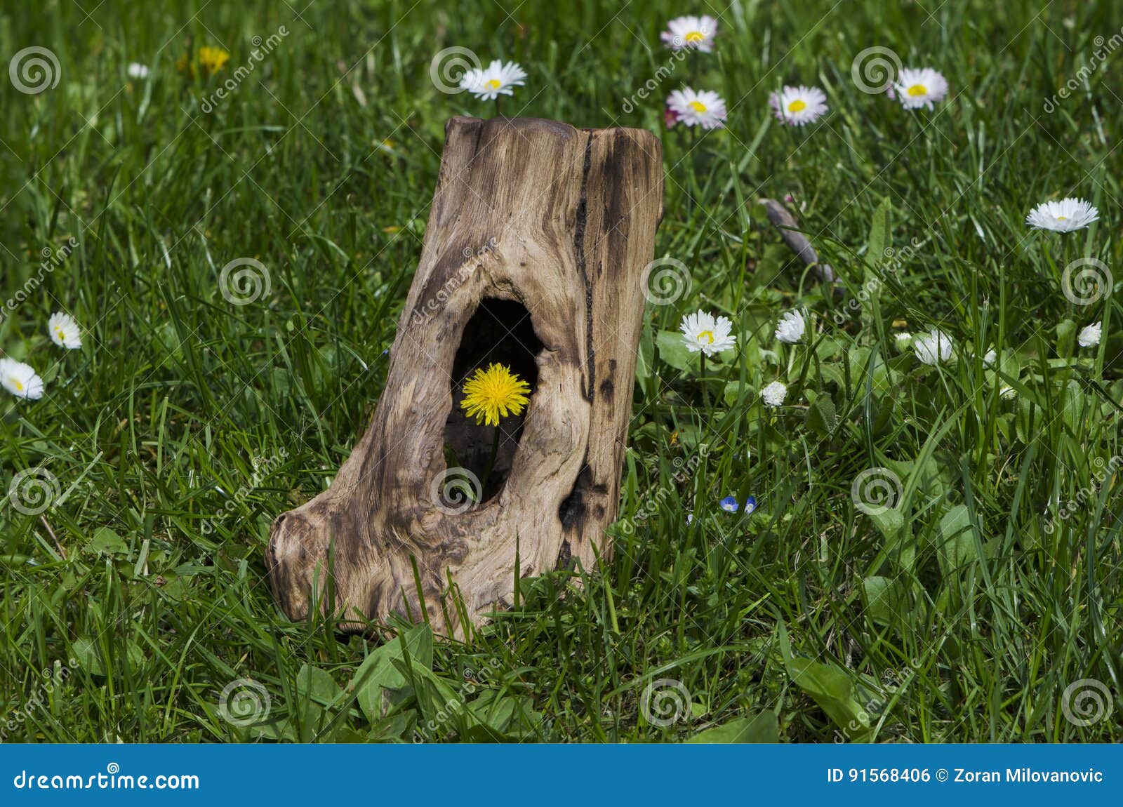 Dandelions stock photo. Image of life, tree, dandelions - 91568406