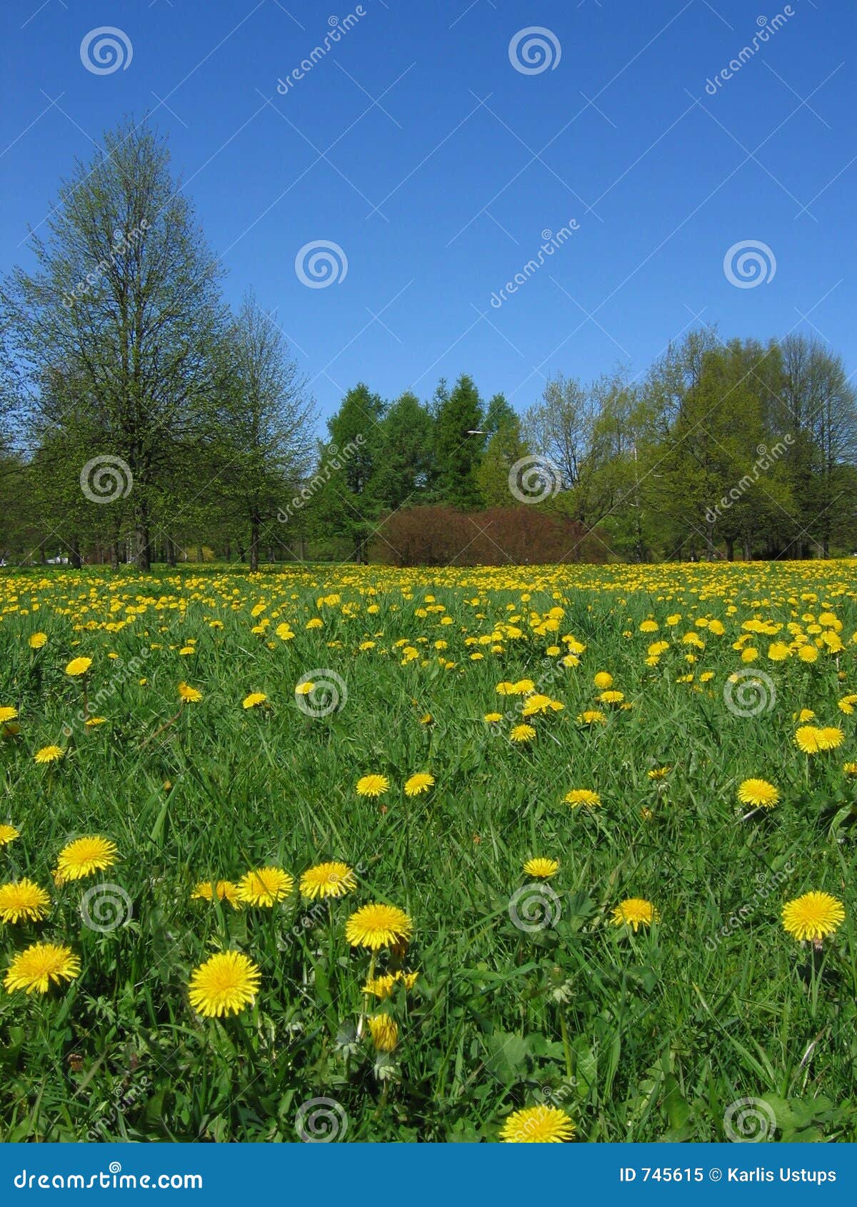 Dandelions in park stock image. Image of trees, park, landscape - 745615