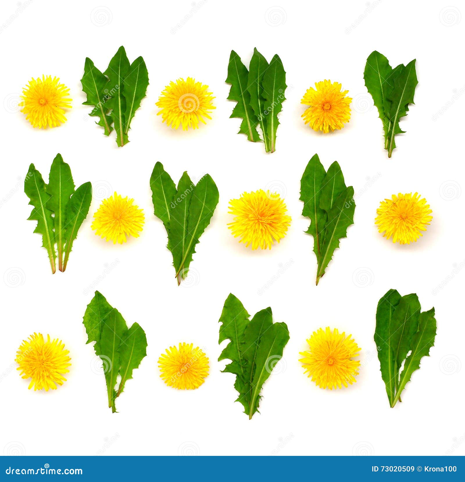 Dandelions Pattern on White Background Stock Image - Image of meadow ...