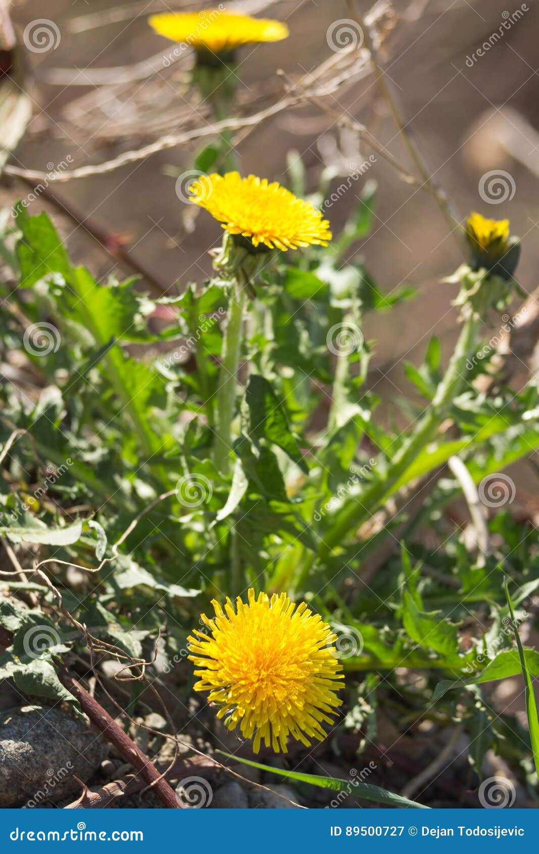 Dandelions stock image. Image of flowers, yellow, spring - 89500727