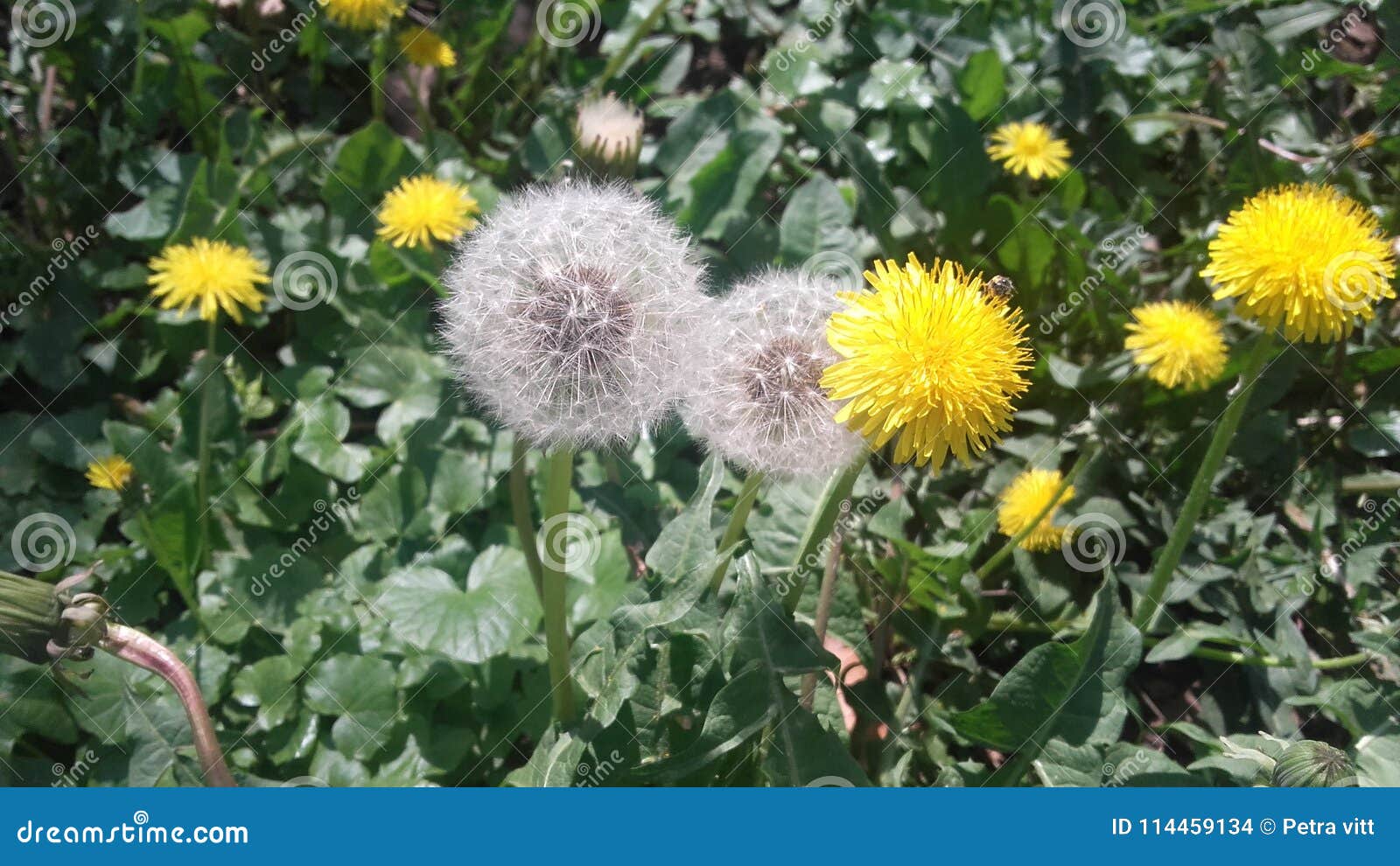 Dandelions stock photo. Image of dandelions, gras, forest - 114459134