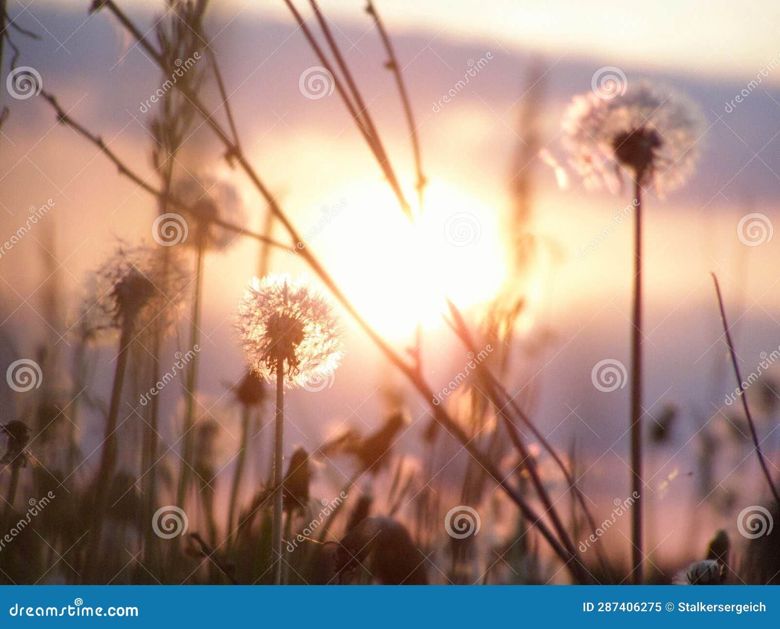 Dandelions in the Rays of Summer Sunset Stock Image - Image of sunlight ...