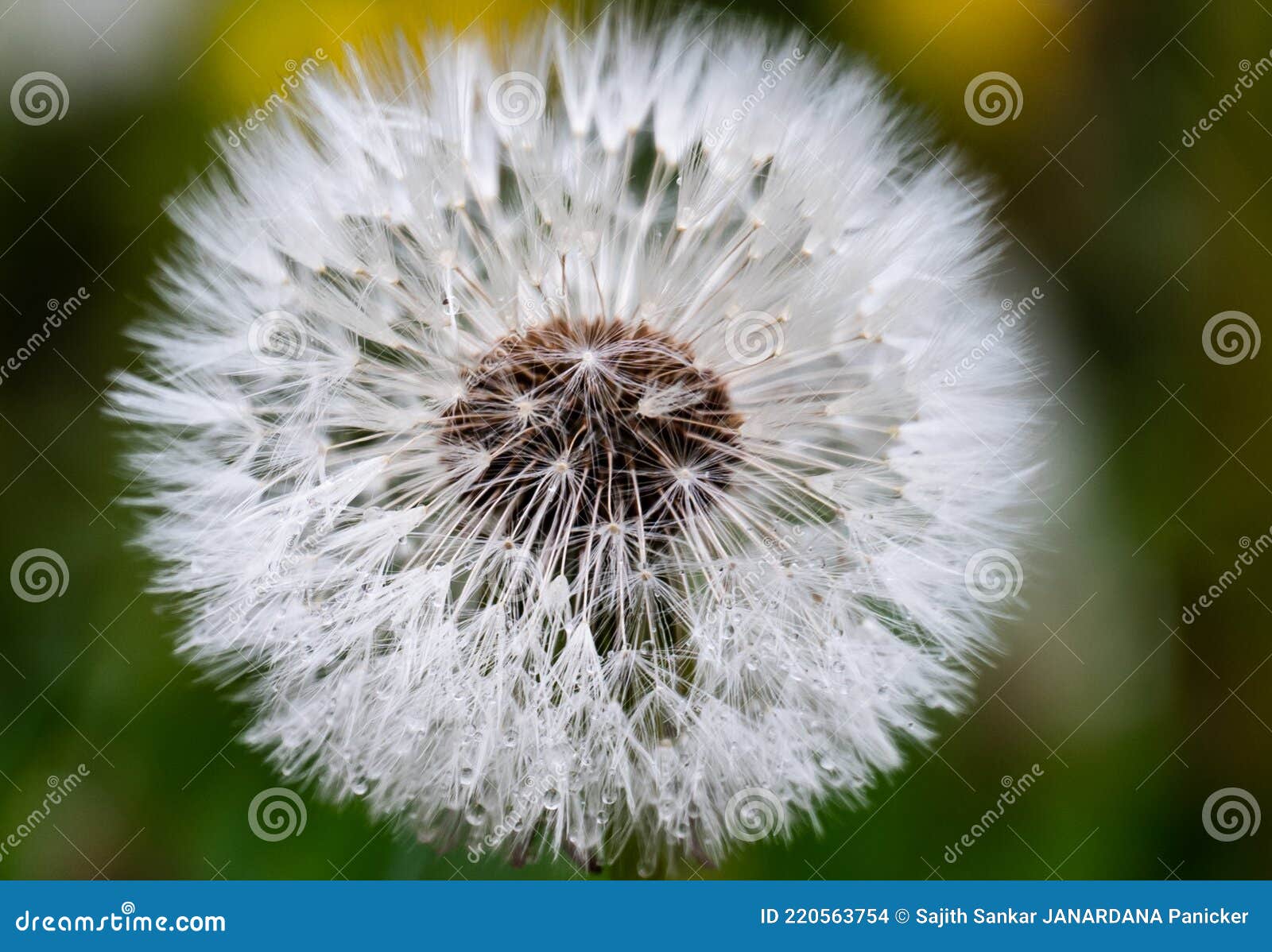 Dandelions Single Flower Standing in the Backyard Stock Photo - Image ...