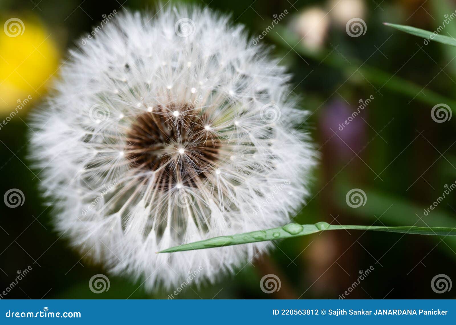 Dandelions Single Flower Standing in the Backyard Stock Photo - Image ...