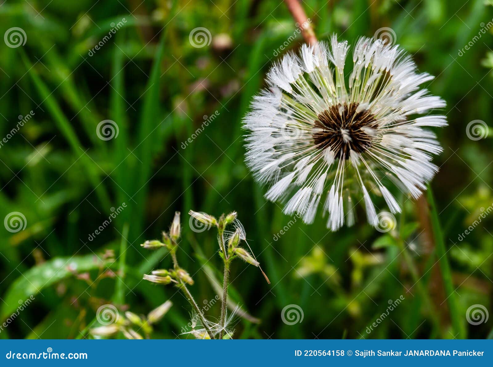 Dandelions Single Flower Standing in the Backyard Stock Photo - Image ...