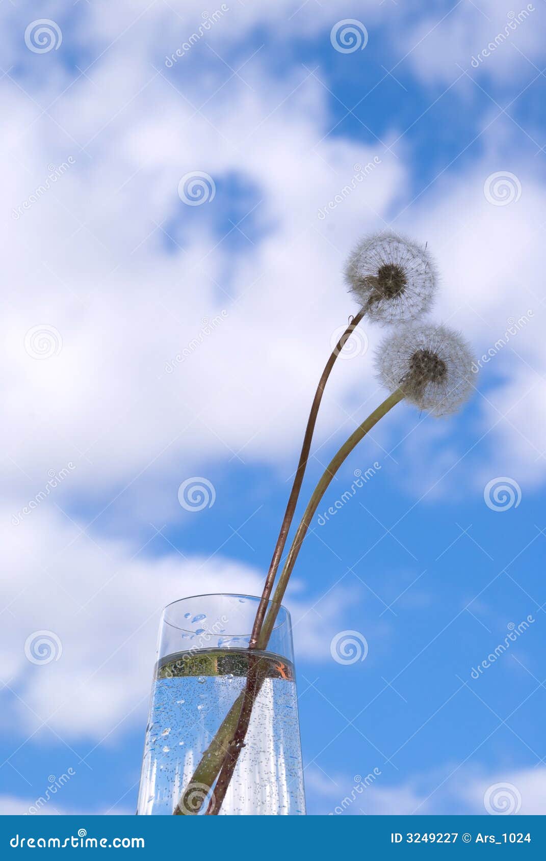 Dandelions in the sky stock image. Image of closeup, clouds - 3249227