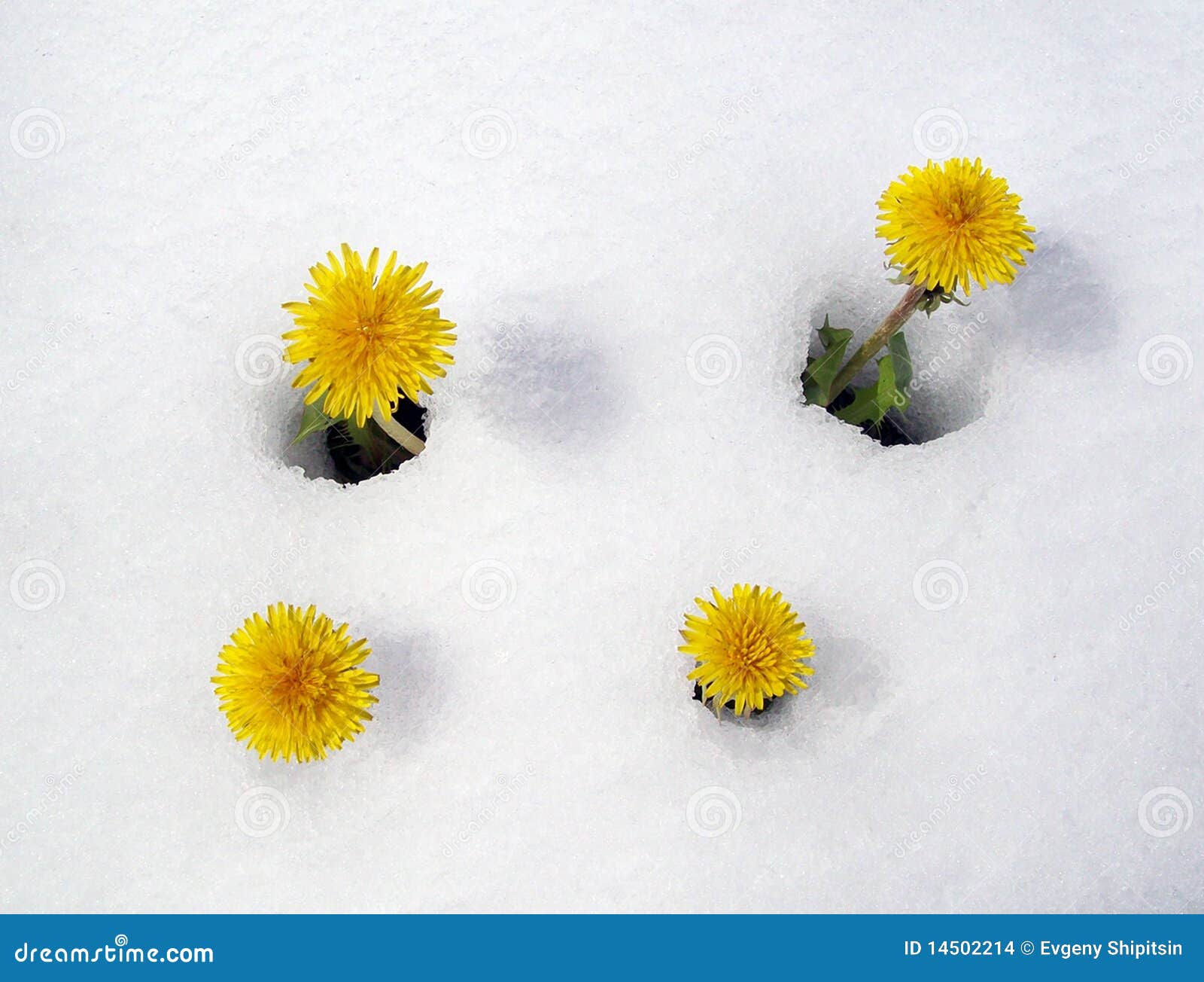 Dandelions in snow stock photo. Image of plants, yellow - 14502214