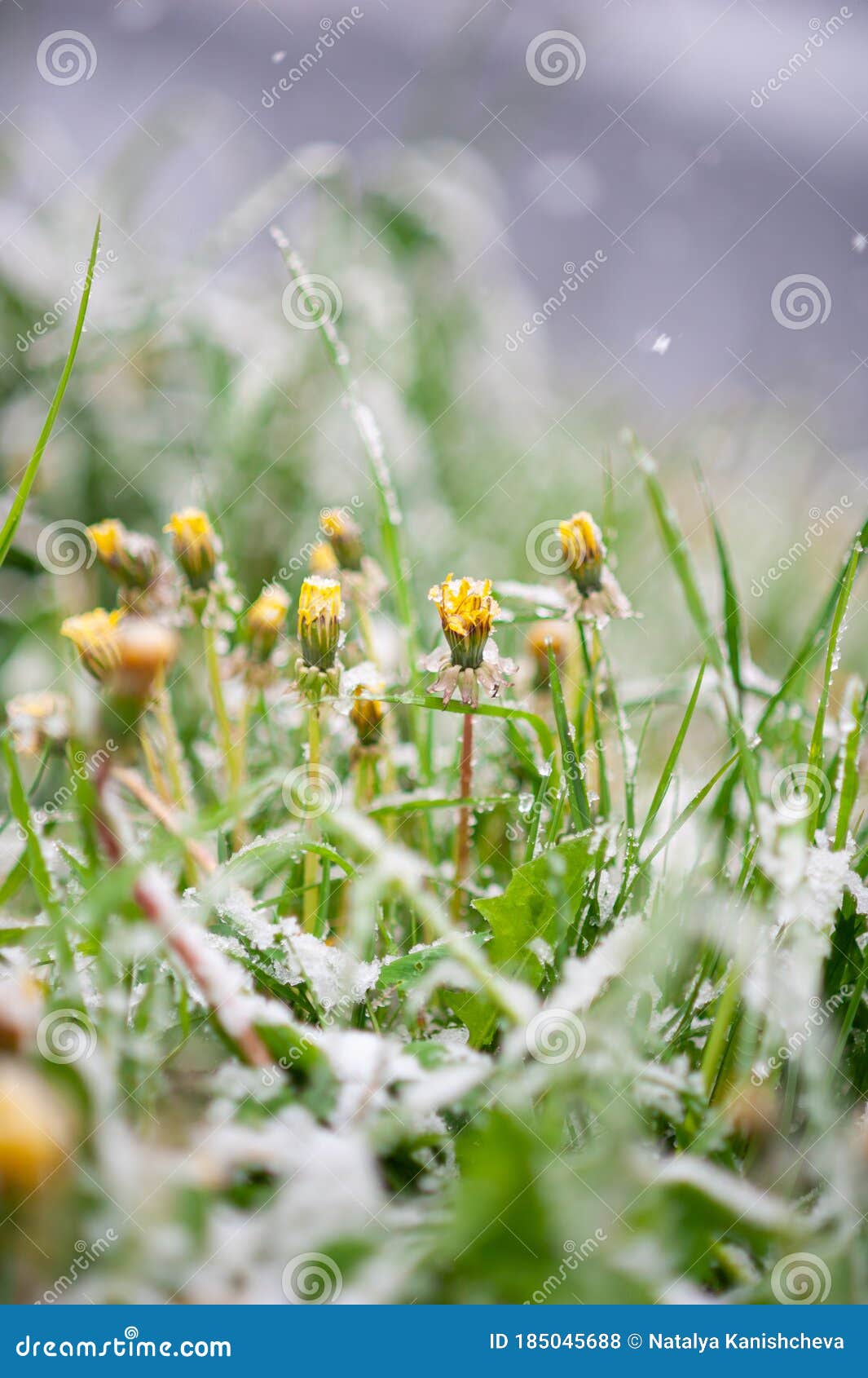 Dandelions in the Snow. Spring Snow with Rain. Stock Photo - Image of ...
