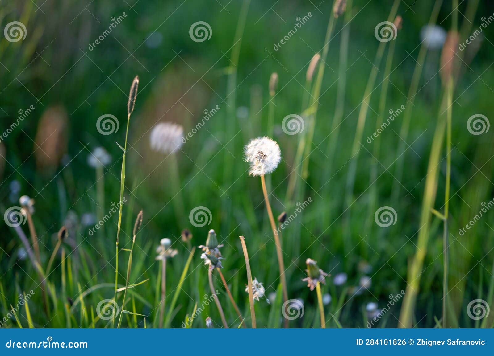 Dandelions in Spring on the Ground with Green Field Background . Sunset ...