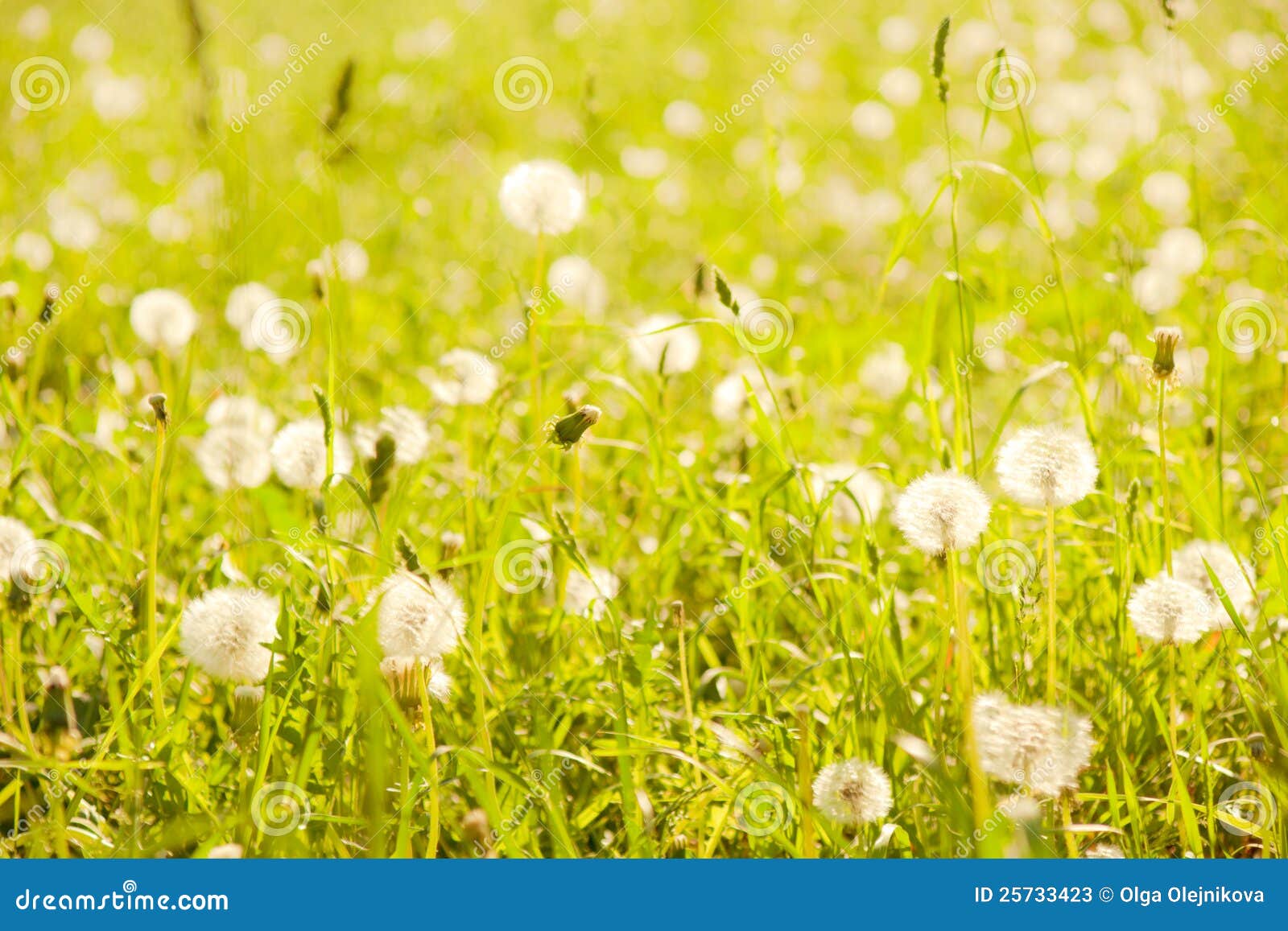 Dandelions in summer grass stock image. Image of spring - 25733423