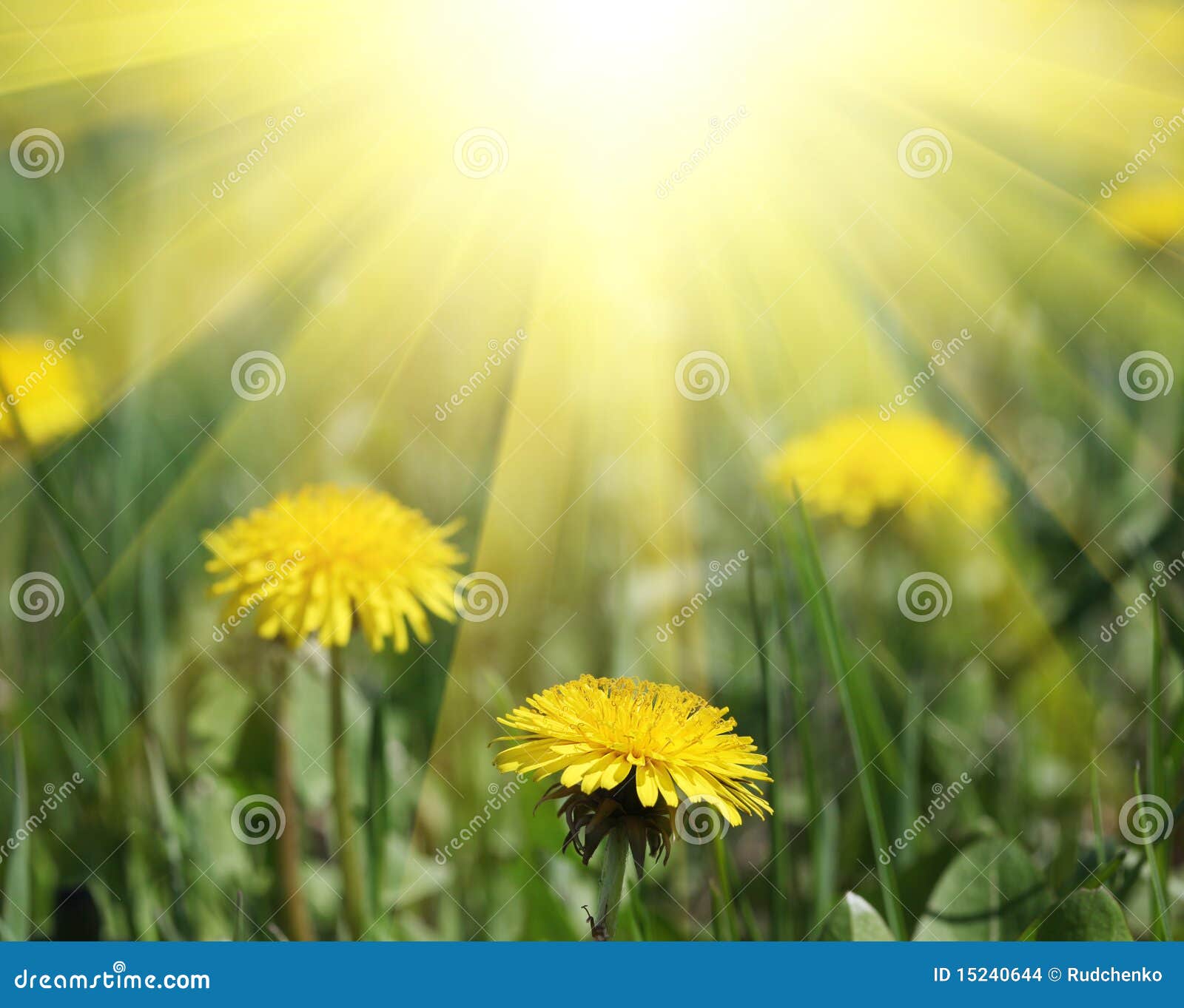 Dandelions and sun light stock photo. Image of beauty - 15240644