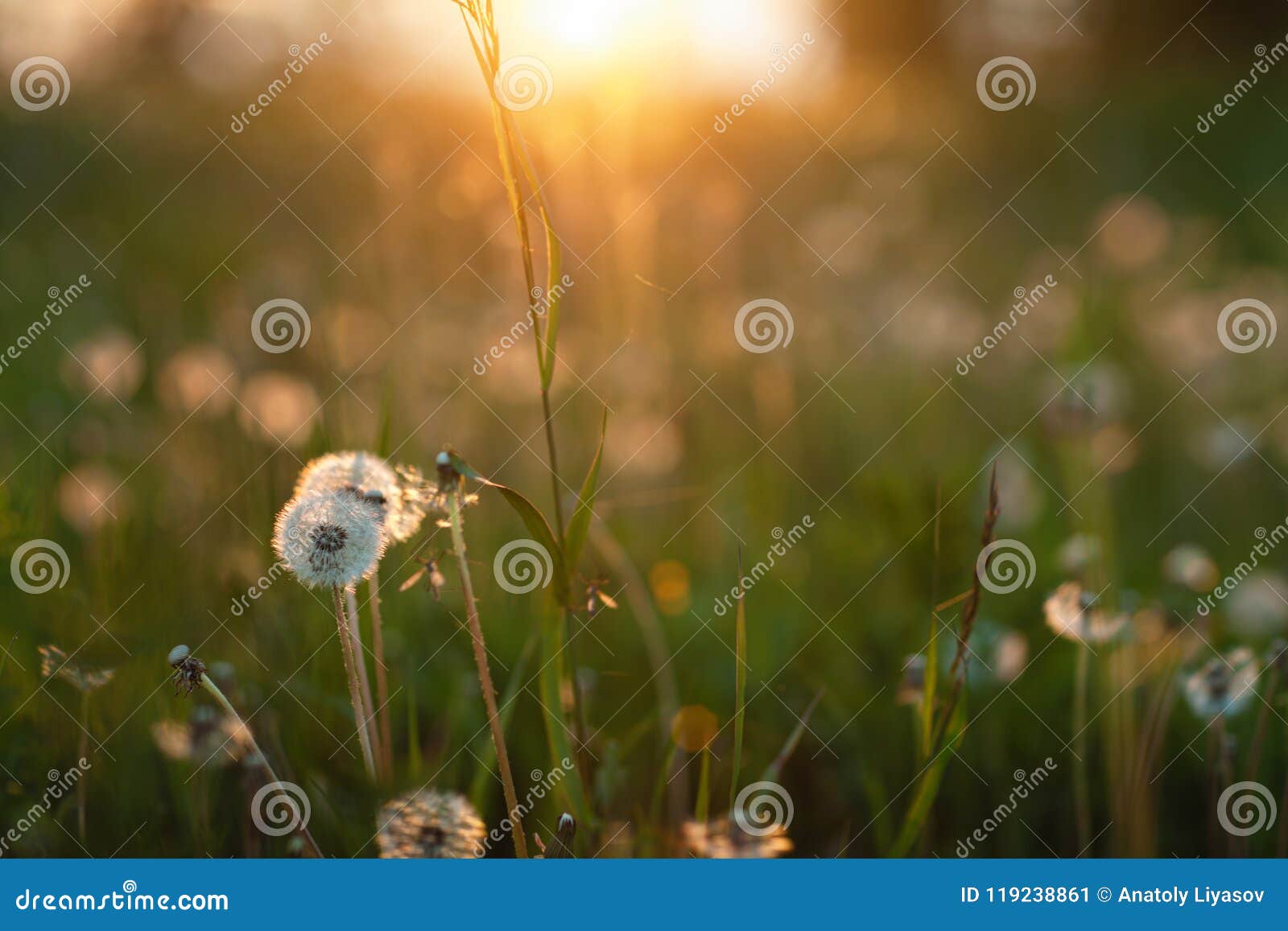 Dandelions at sunset stock image. Image of environment - 119238861
