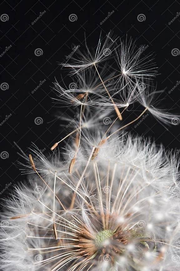 Dandelions taking flight stock image. Image of seeds, nature - 5677631