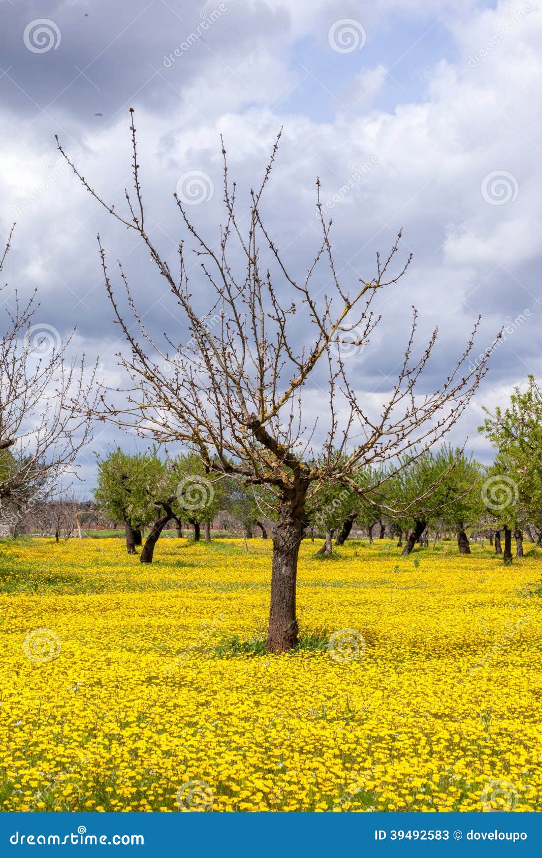 Dandelions and tree stock image. Image of erythrospermum - 39492583