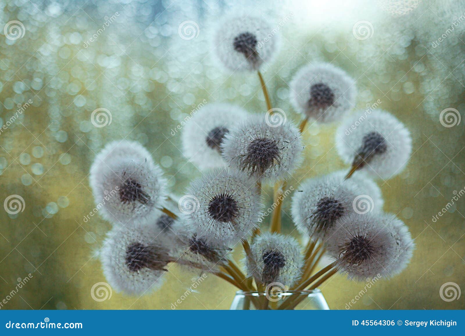 Dandelions in White Vase on the Window Stock Photo - Image of fall ...
