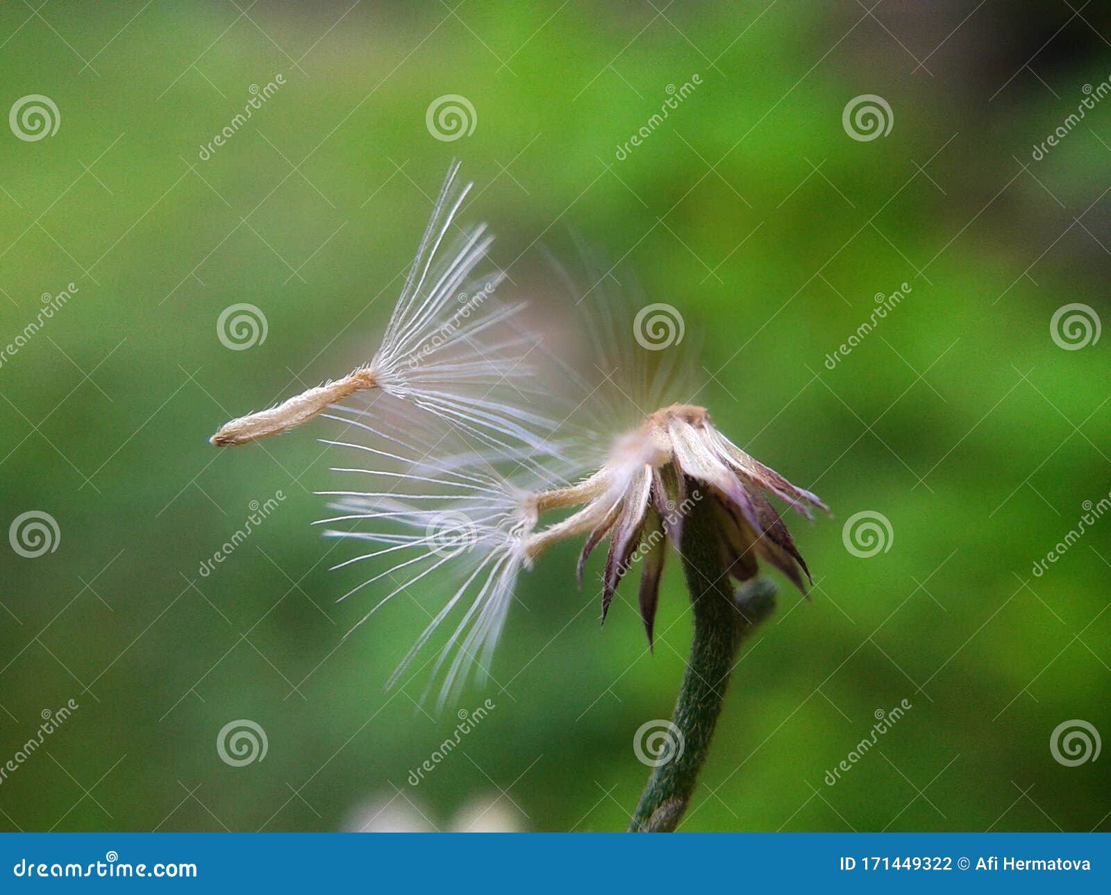 Dandelions in the Wind and Then Fly Stock Photo - Image of growth ...