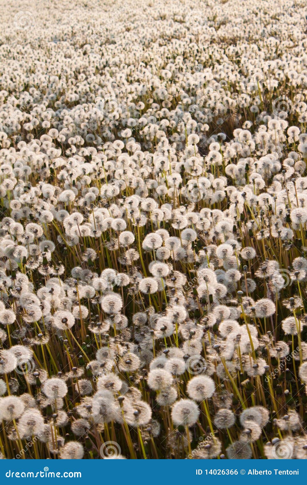 Dandelium field stock photo. Image of macro, flora, sunny - 14026366