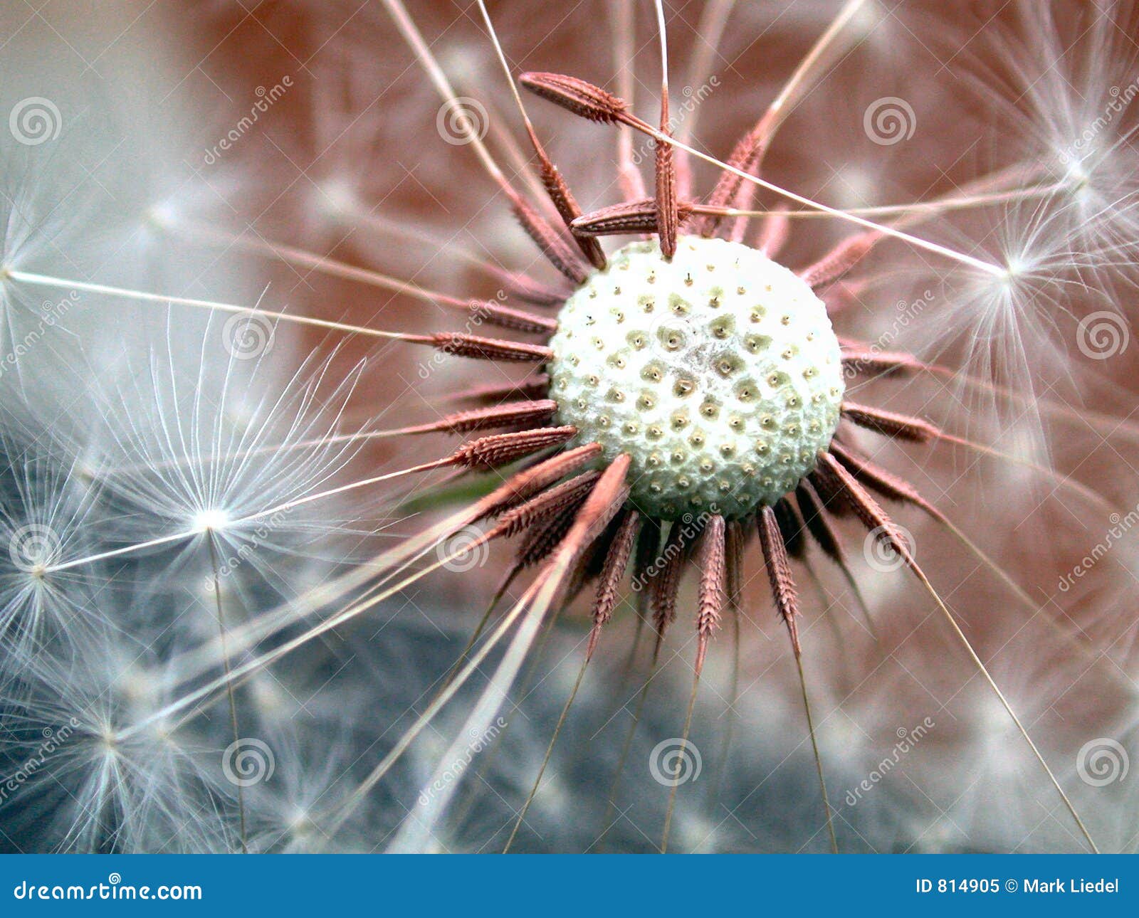 Dandi-1 stock image. Image of white, florette, priests - 814905