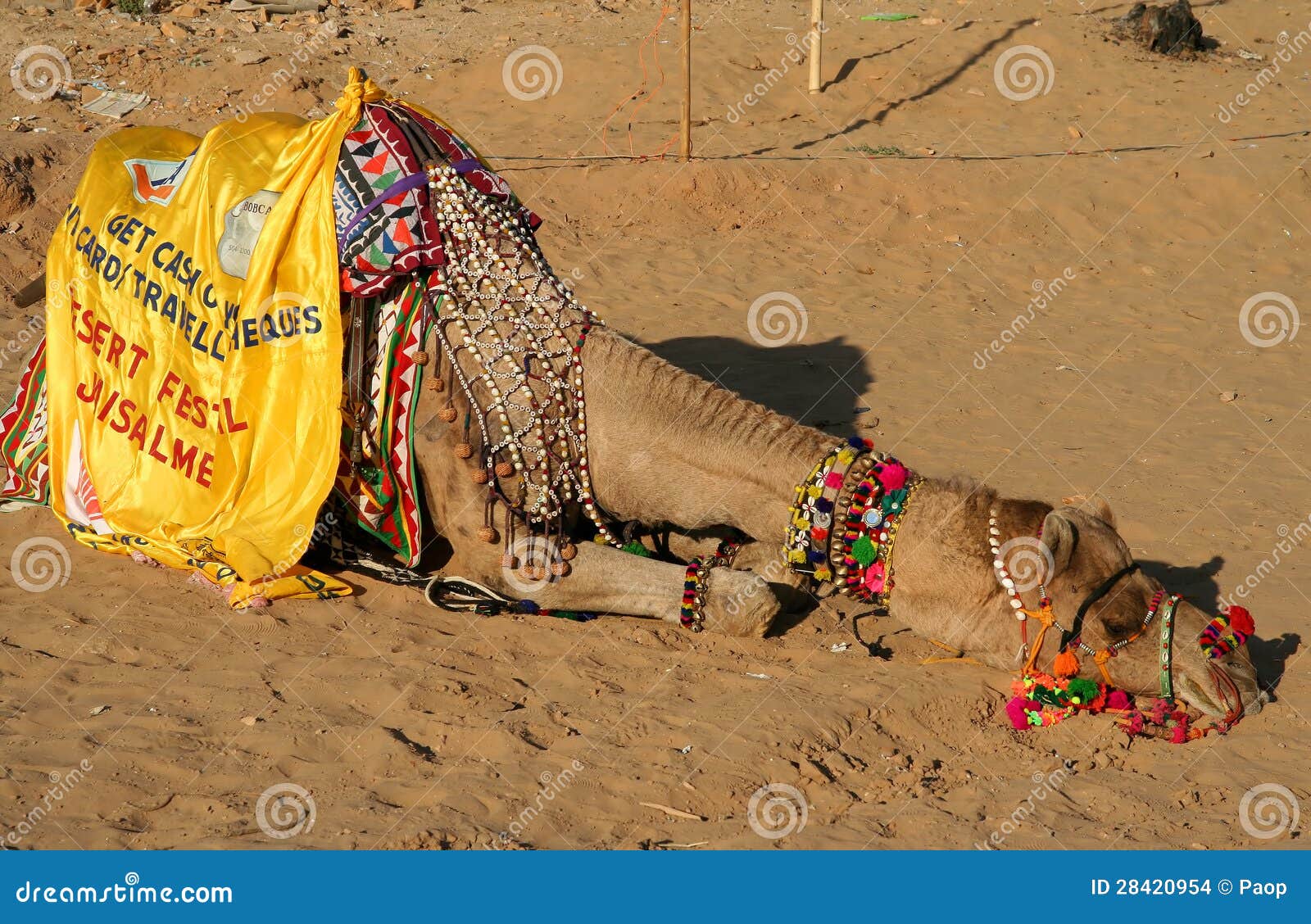 Dandified camel editorial stock image. Image of asian - 28420954