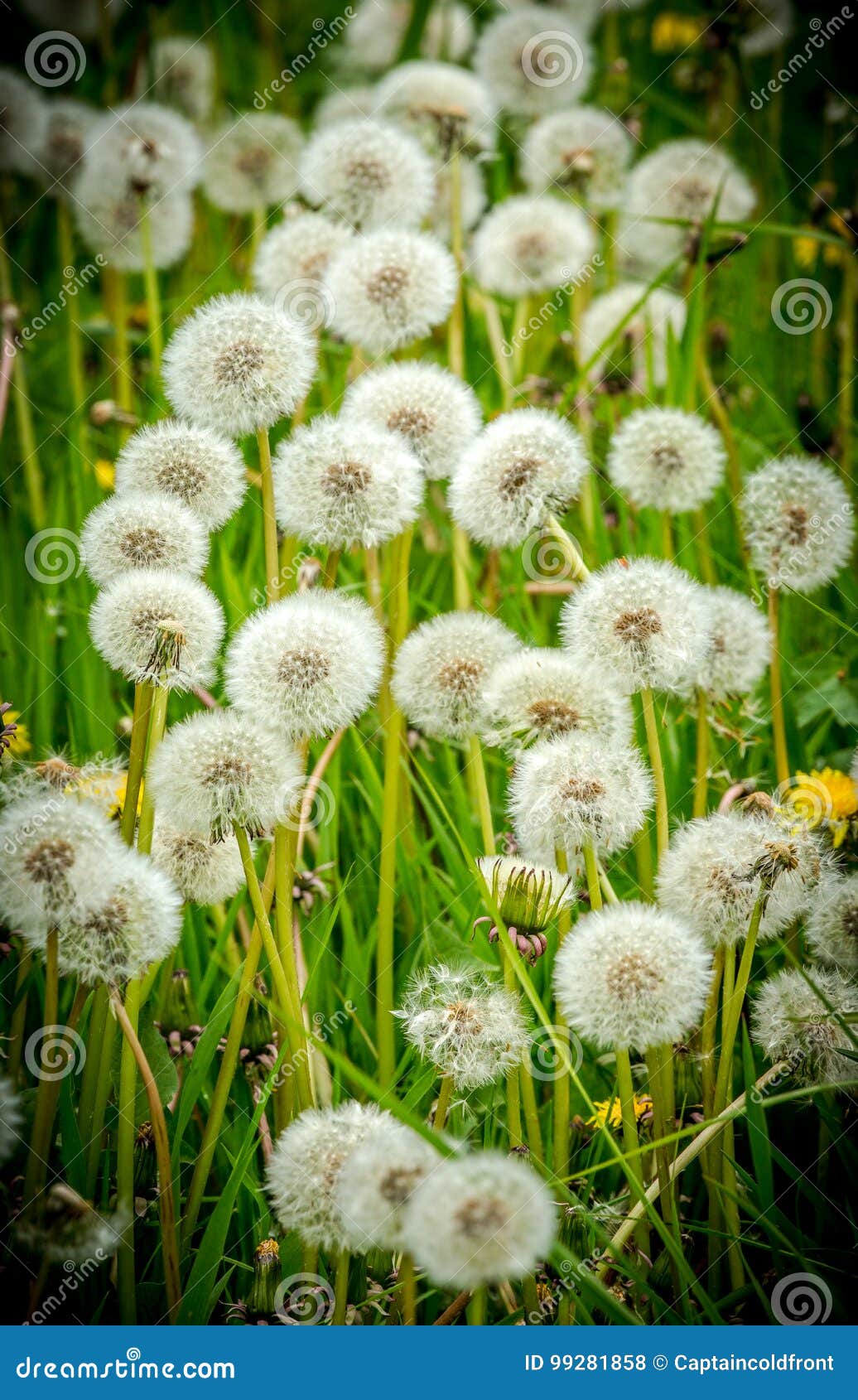 Dandilion Clocks stock photo. Image of plant, shot, freedom - 99281858