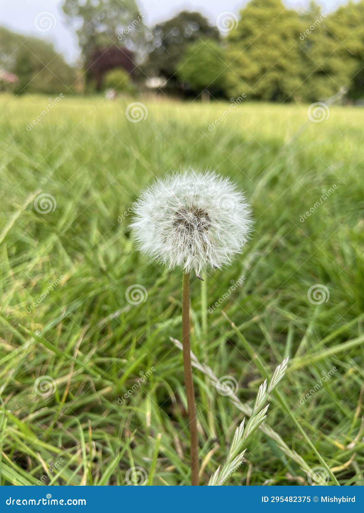 A Dandilion Plant Ready for Wind-aided Seed Dispersal. Stock Image ...
