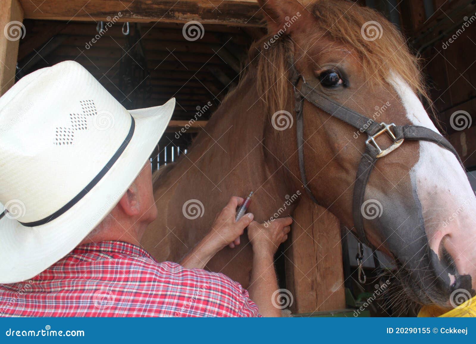 Dando Al Caballo Una Inyección Imagen de archivo - Imagen de copita ...