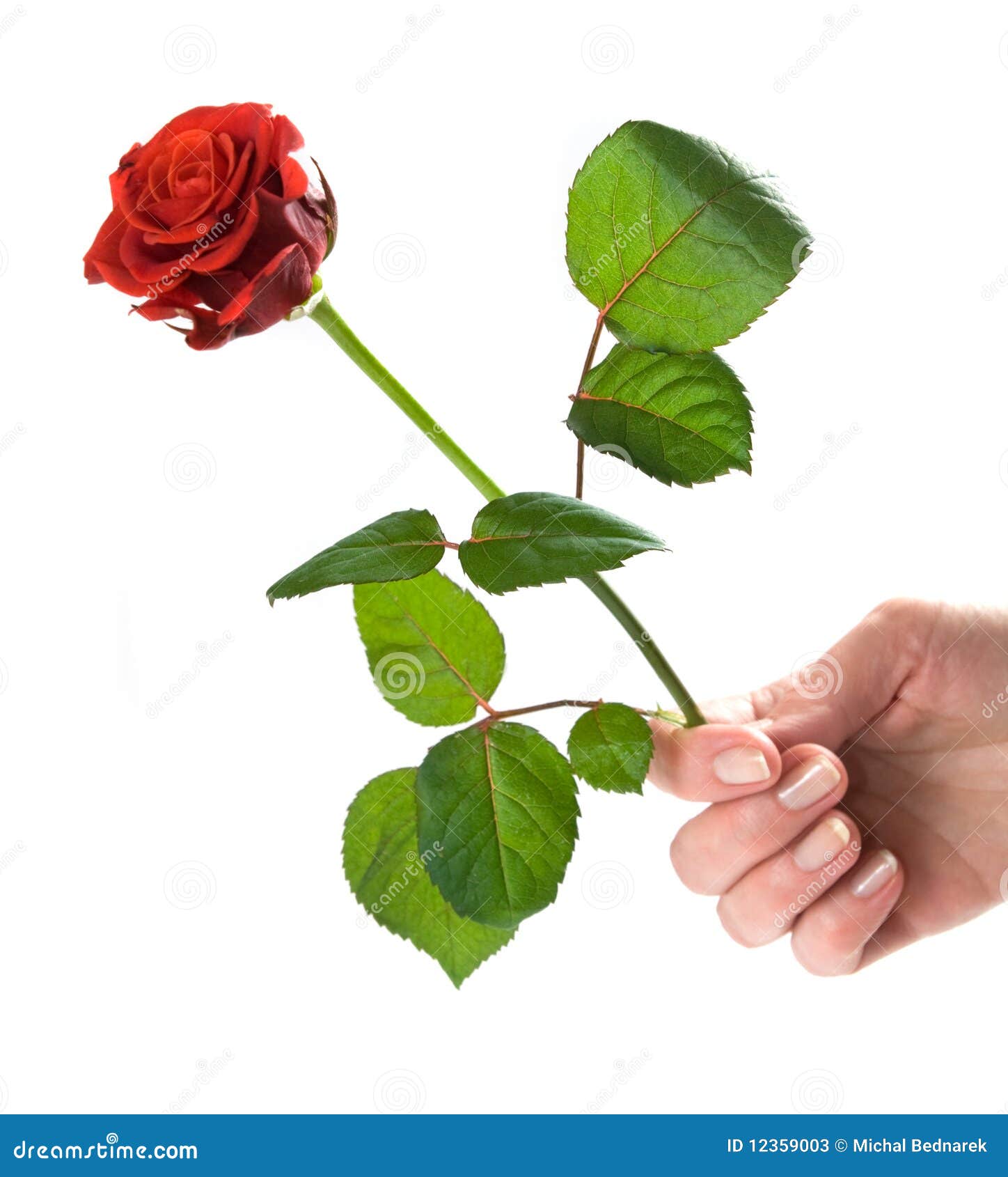 Dando uma rosa imagem de stock. Imagem de elegante, floral - 12359003