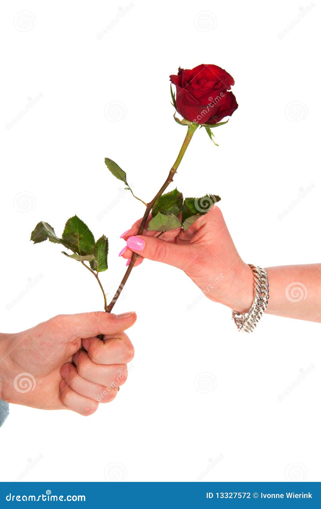 Dando uma rosa foto de stock. Imagem de nomes, amor, isolado - 13327572
