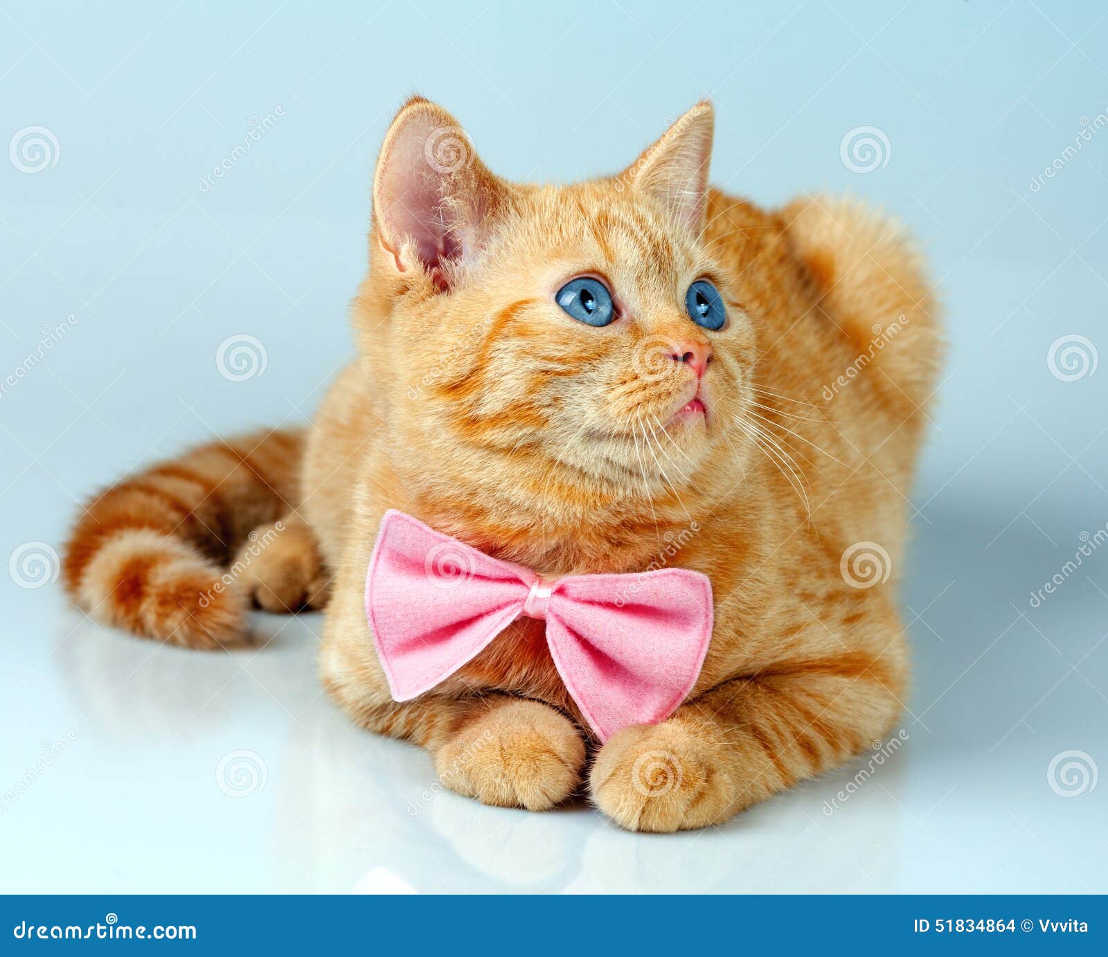 Dandy Cat stock photo. Image of beige, ginger, pink, portrait - 51834864