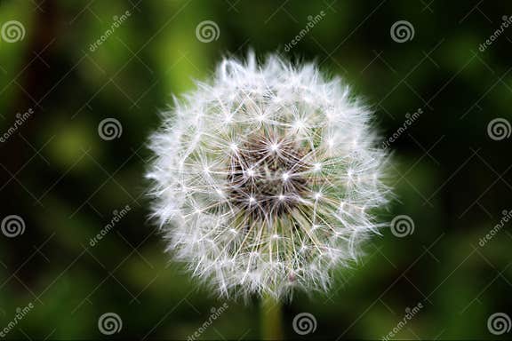 Dandy dandelion stock image. Image of dandelion, pattern - 109681639