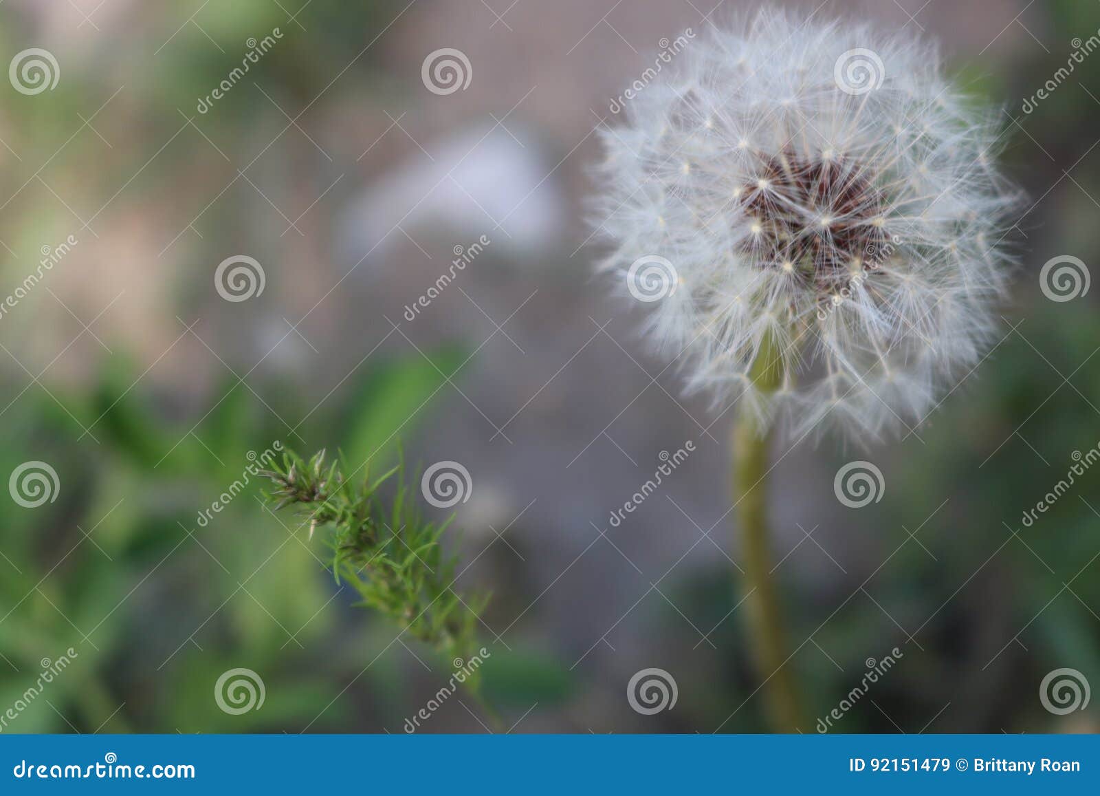 Dandy stock image. Image of dandelion, green, dandy, nature - 92151479