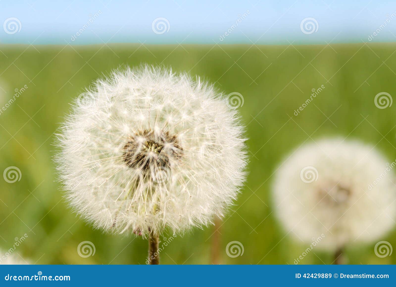 Dandy Dandelions stock image. Image of ivory, beauty - 42429889