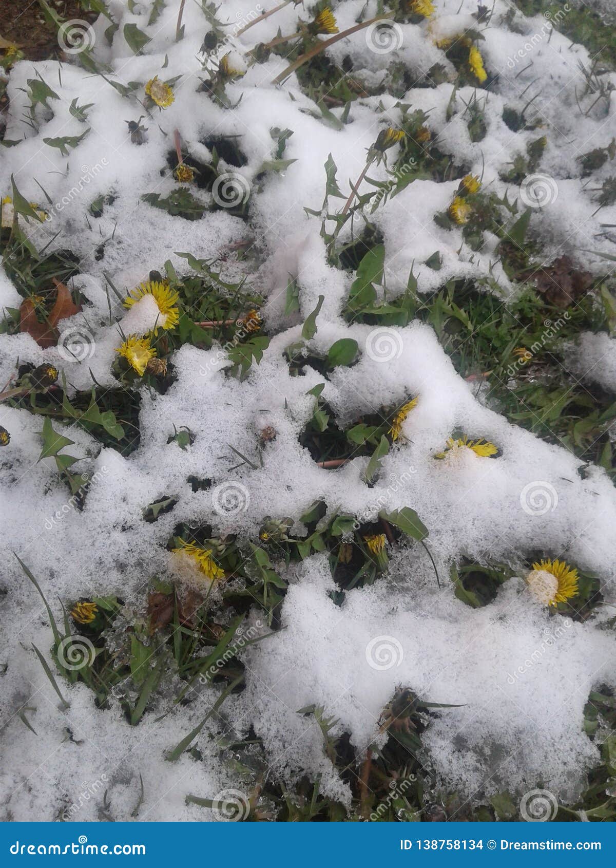 A dandy of a Day stock photo. Image of snow, dandy, dandelion - 138758134