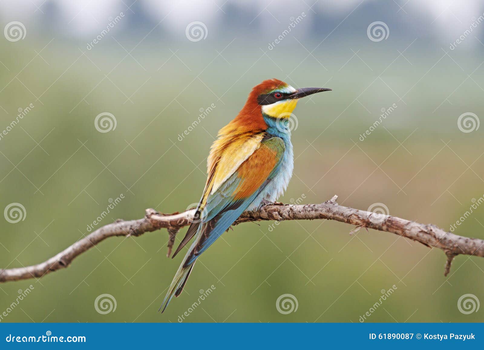 Dandy stock image. Image of close, birdwatching, animal - 61890087