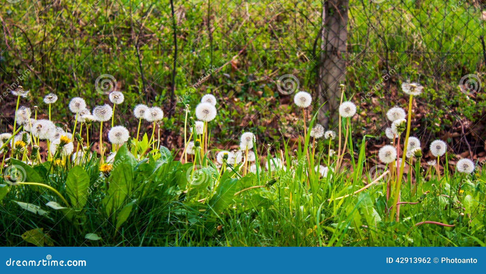 Dandy lions stock photo. Image of plant, shot, natural - 42913962
